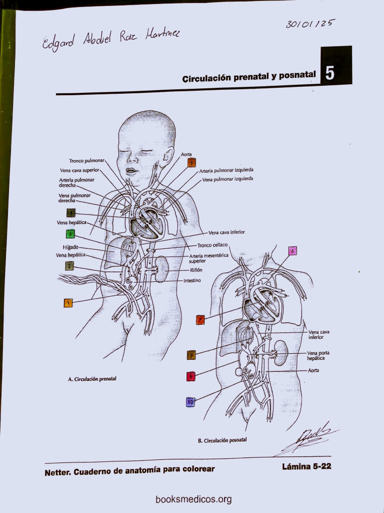 LAMINA 1 CIRCULACIÓN PRENATAL Y POSNATAL 30 Enero 2025 - EDGARD RUIZ ...