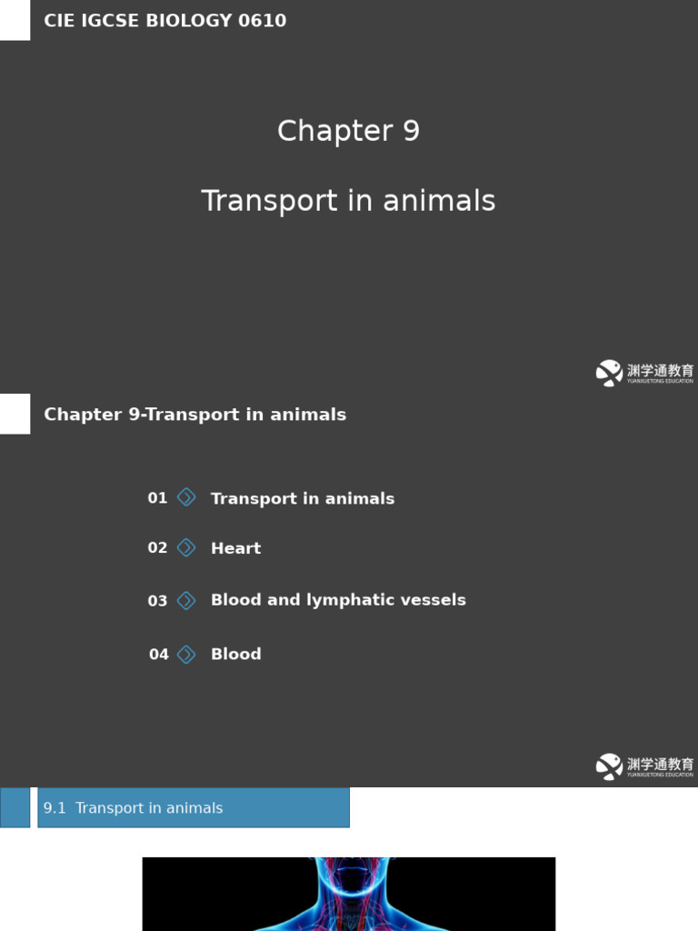 IGCSE Biology: Animal Transport | PDF | Heart | Circulatory System