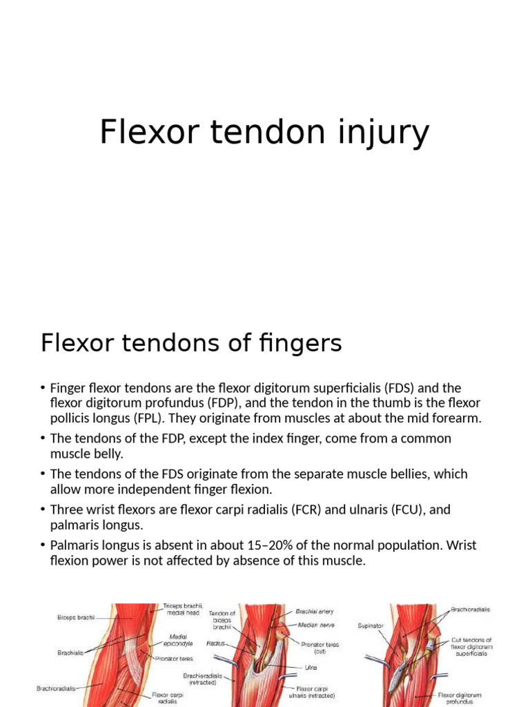 Flexor tendon injury | PDF | Thumb | Musculoskeletal System