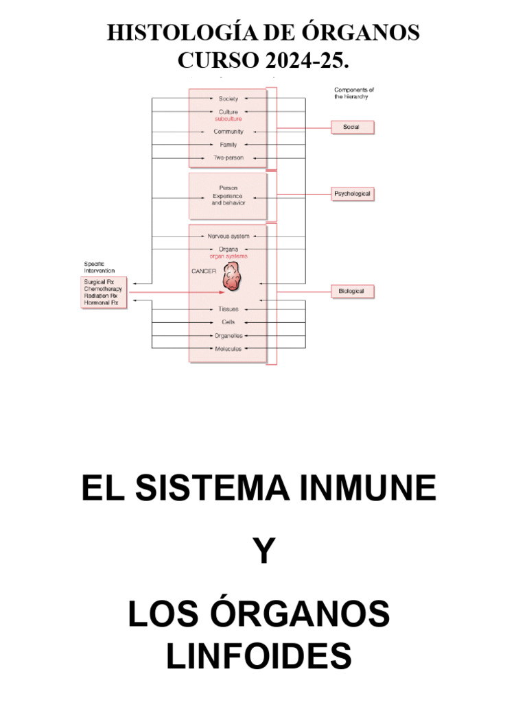 Tema 3. EL TIMO | PDF | Linfocitos | Timo