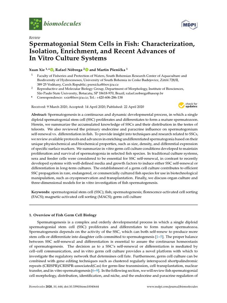 Fish SSC | PDF | Testicle | Cellular Differentiation