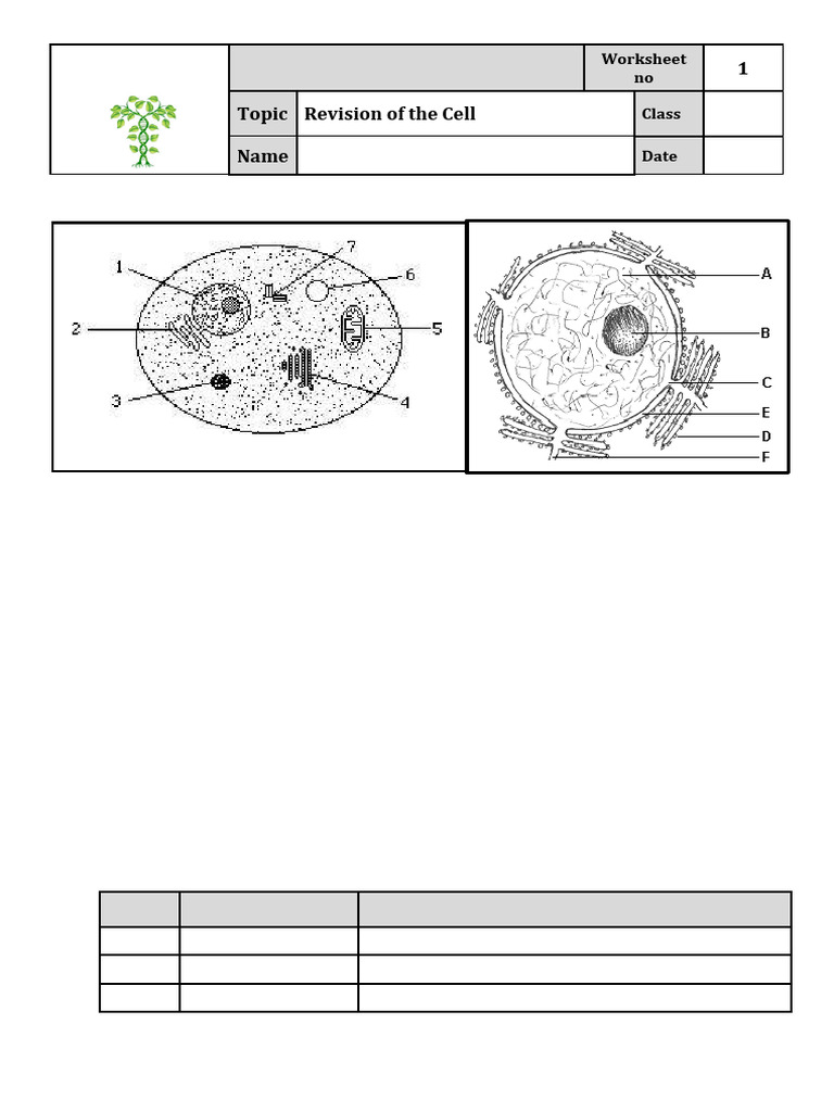 Worksheet 1 Nucleus | PDF