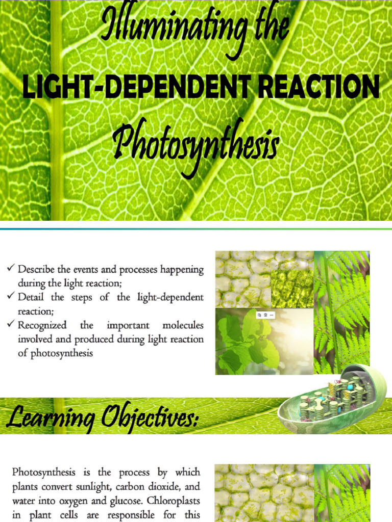 Light-Dependent-Reaction | PDF