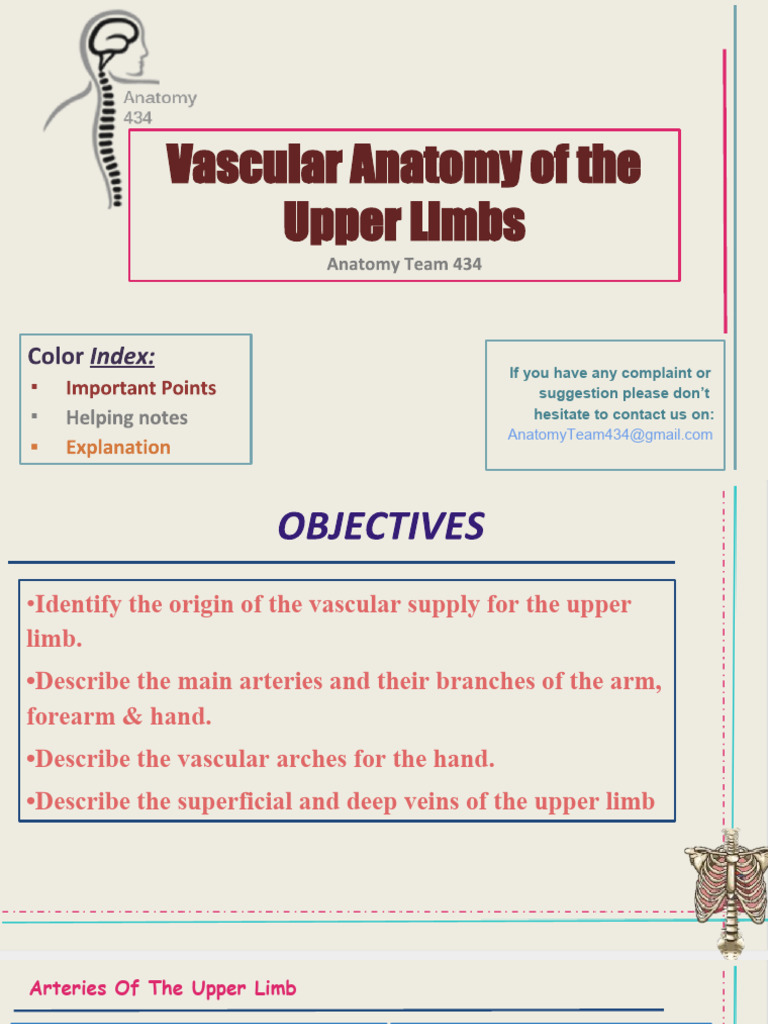 Vascular Anatomy of the Upper Limbs | PDF | Hand | Arm