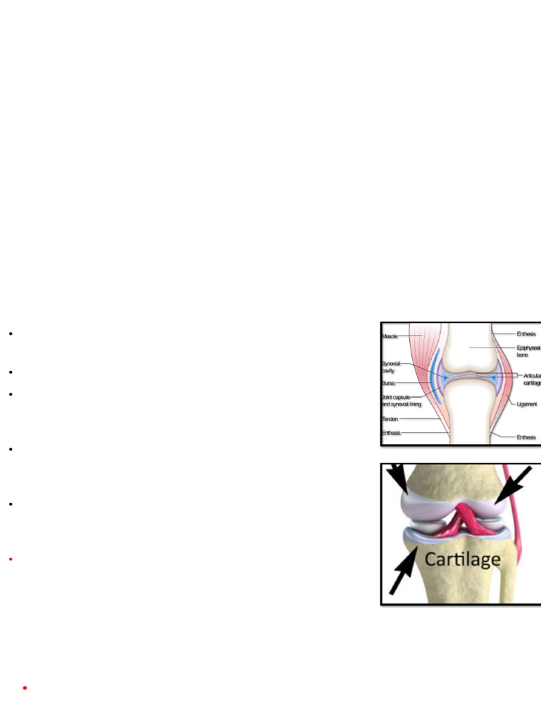 Muscular_system | PDF | Cartilage | Cardiac Muscle