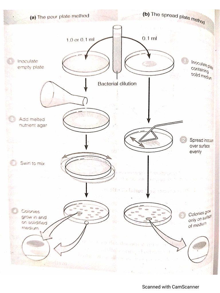 03P Method of Bacterial Culturing | PDF