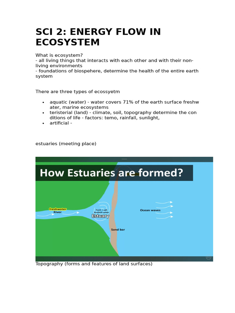Sci 2 Energy Flow in Ecosystem | PDF