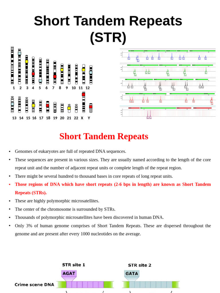 STR | PDF | Microsatellite | Dna Profiling