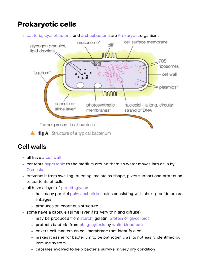 Prokaryotic Cells | PDF | Bacteria | Cell (Biology)