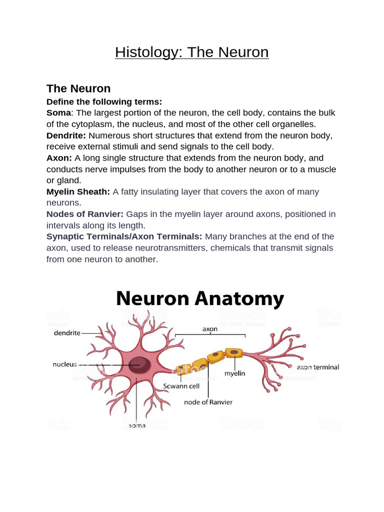 Neuron Structure and Function Overview | PDF | Action Potential | Neuron