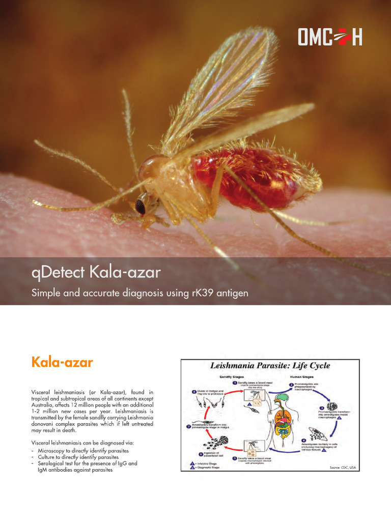 Kalazar Catalogue | PDF