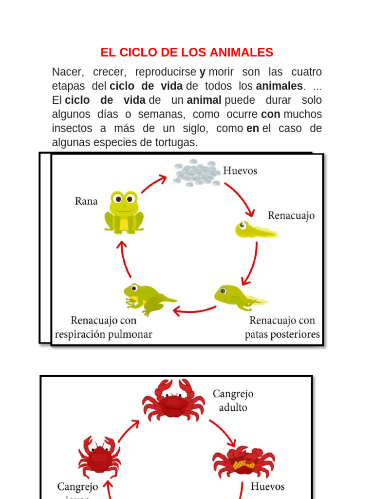 Foldables Ciclo Vital De Los Animales Ciclo De Vida Animales Ciclo
