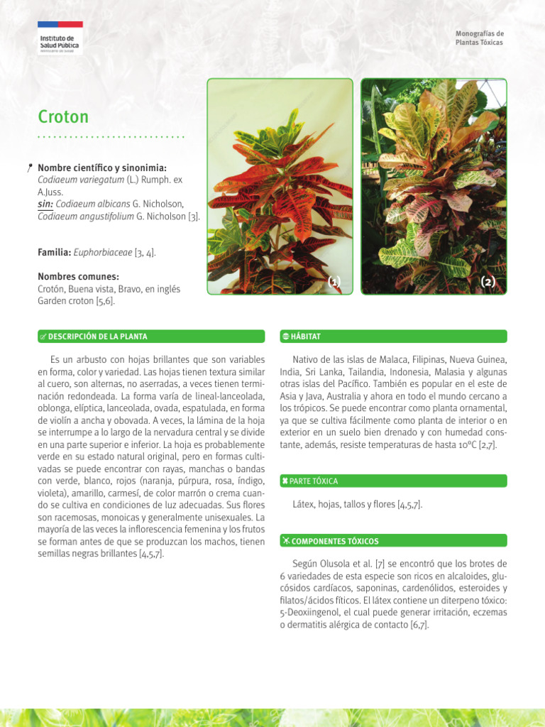 Croton 30072021A | PDF | Botánica | Plantas