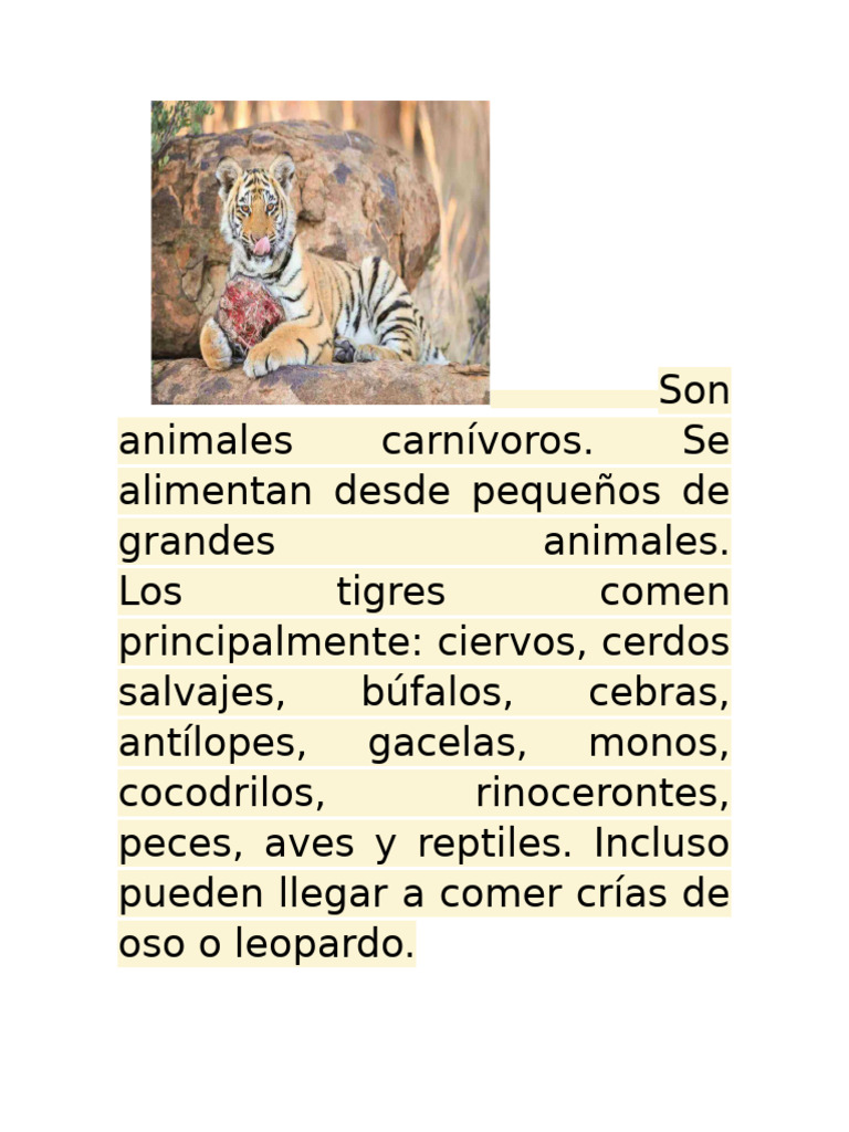 Animales Carnívoros: Tigres y Su Dieta | PDF