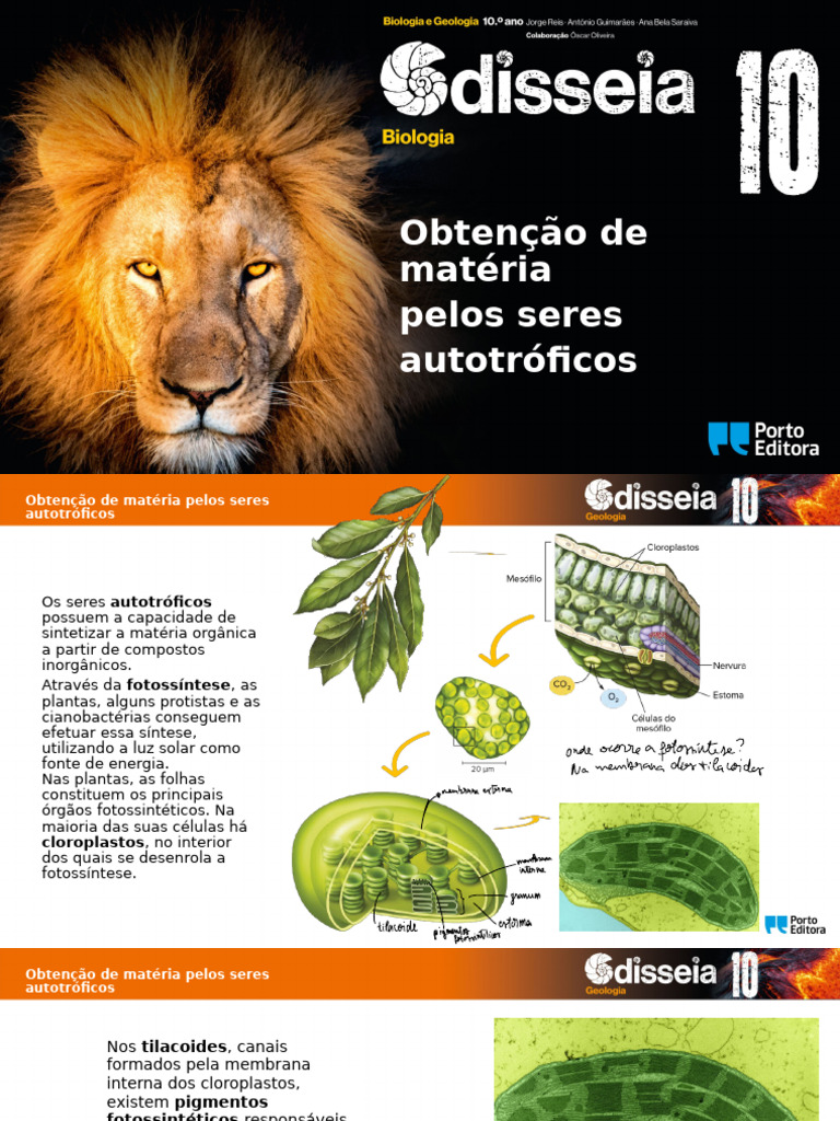 Fotossíntese em Seres Autotróficos | PDF | Fotossíntese | Clorofila