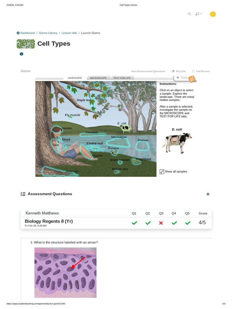 Cell Types Gizmo | PDF | Cell (Biology) | Photosynthesis