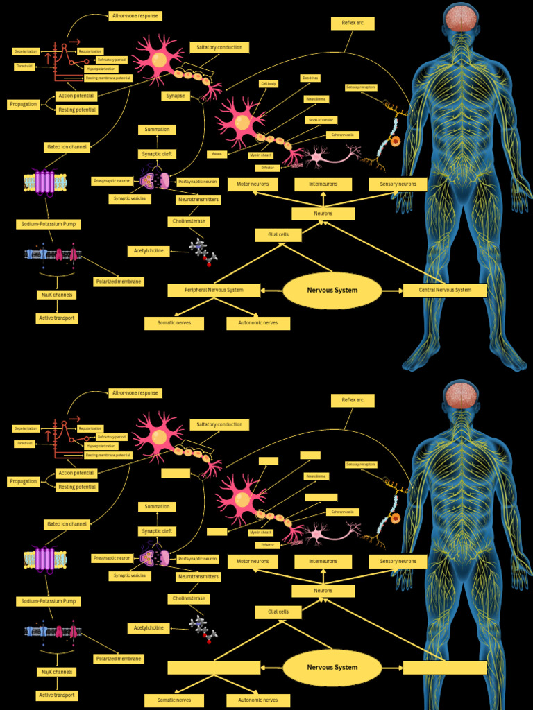 Overview of the Nervous System Components | PDF | Action Potential | Neuron