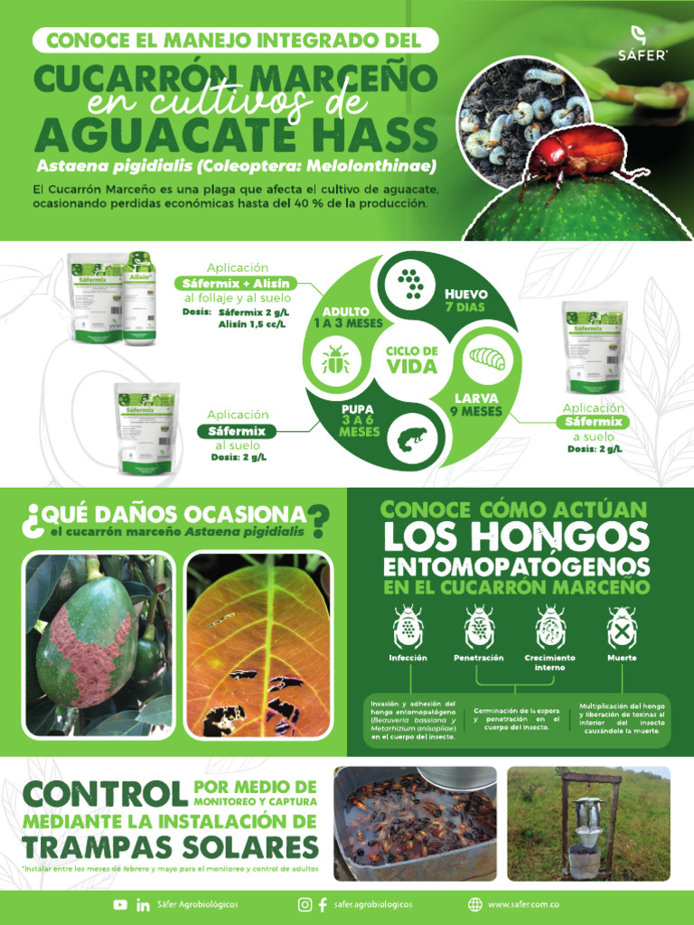 Afiche Cucarrón Marceño Curvas (2) | PDF