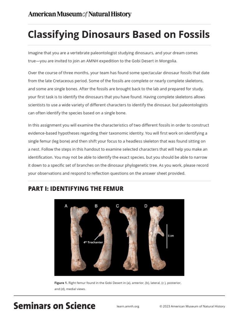 Dinosaur Fossil Identification Guide | PDF | Dinosaurs | Vertebra