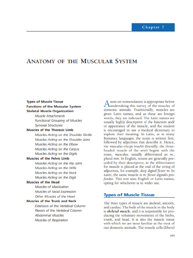 Muscular System Anatomy | PDF