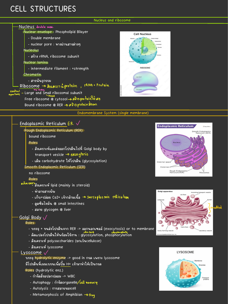 Cell Structure - Lecture | PDF