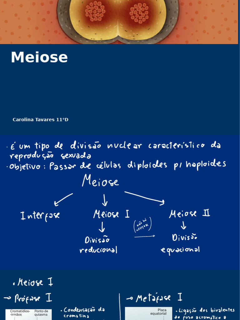 Meiose | PDF