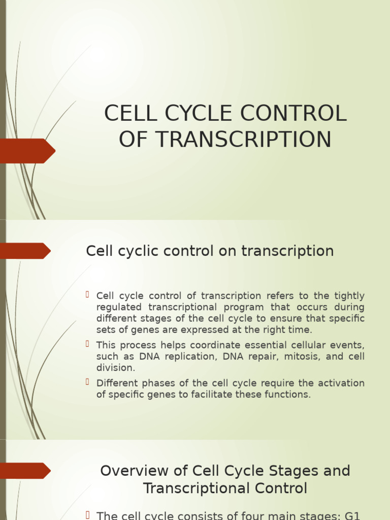 Cell Cycle Transcription Control Explained | PDF | Cell Cycle | Mitosis