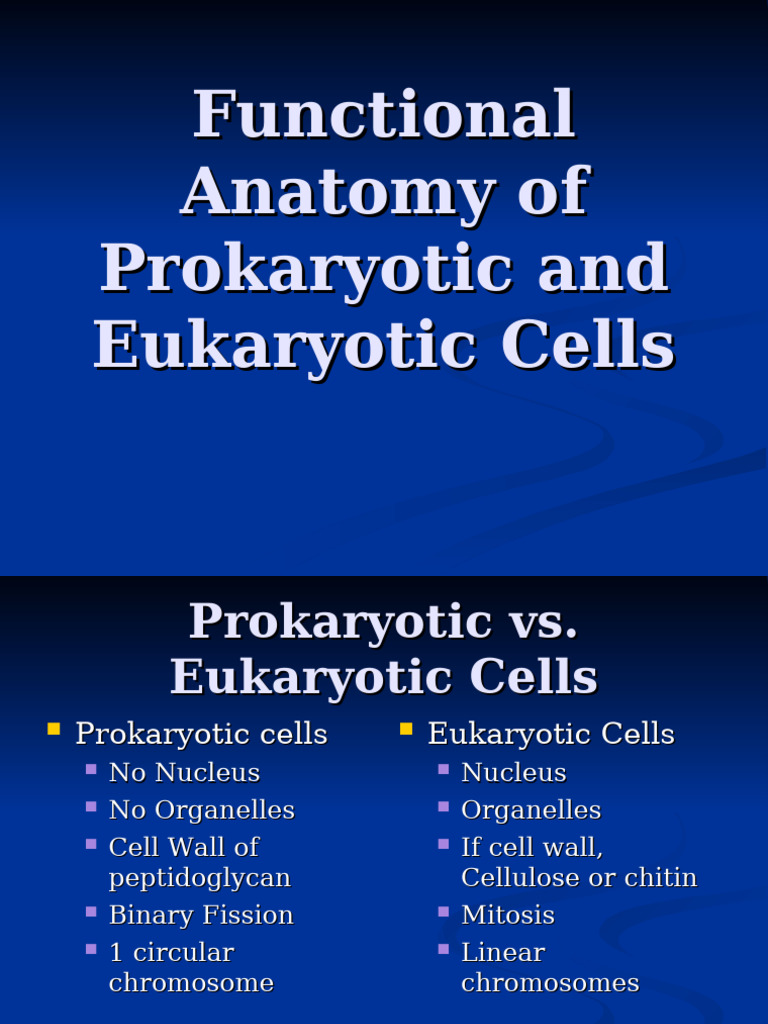 4 Prokaryotic and Eukaryotic Cells | PDF | Cell (Biology) | Bacteria