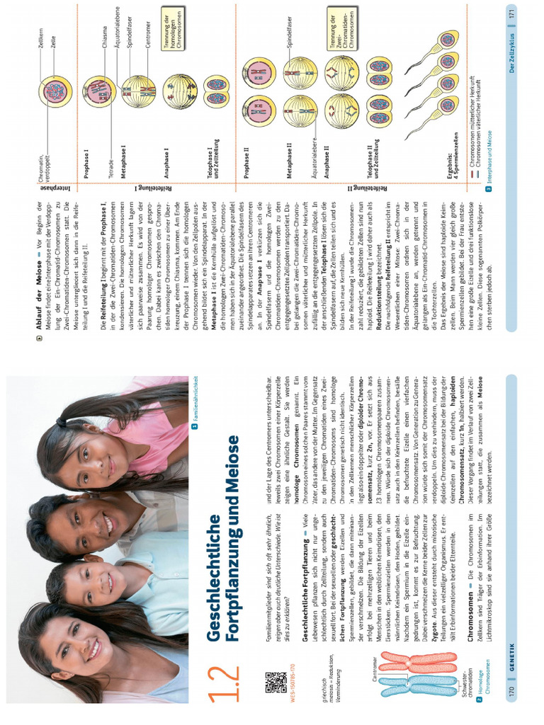 Meiose | PDF