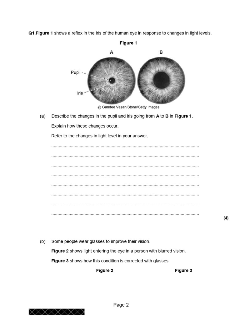 5.2 Human Nervous System 3 QP | PDF | Mental Chronometry | Eye