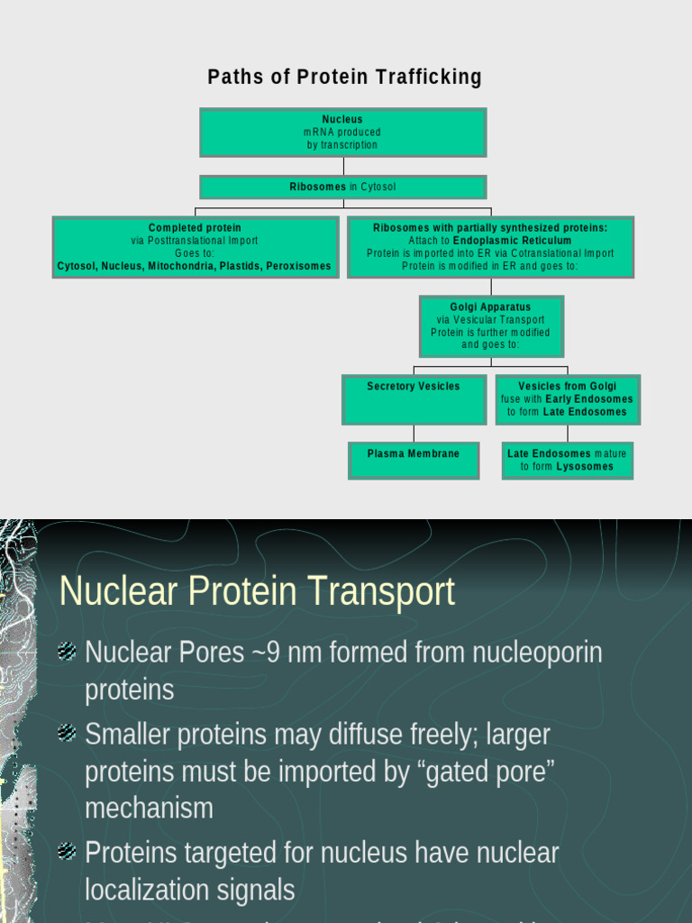 Protein Sorting and Transport | PDF | Endoplasmic Reticulum | Vesicle ...