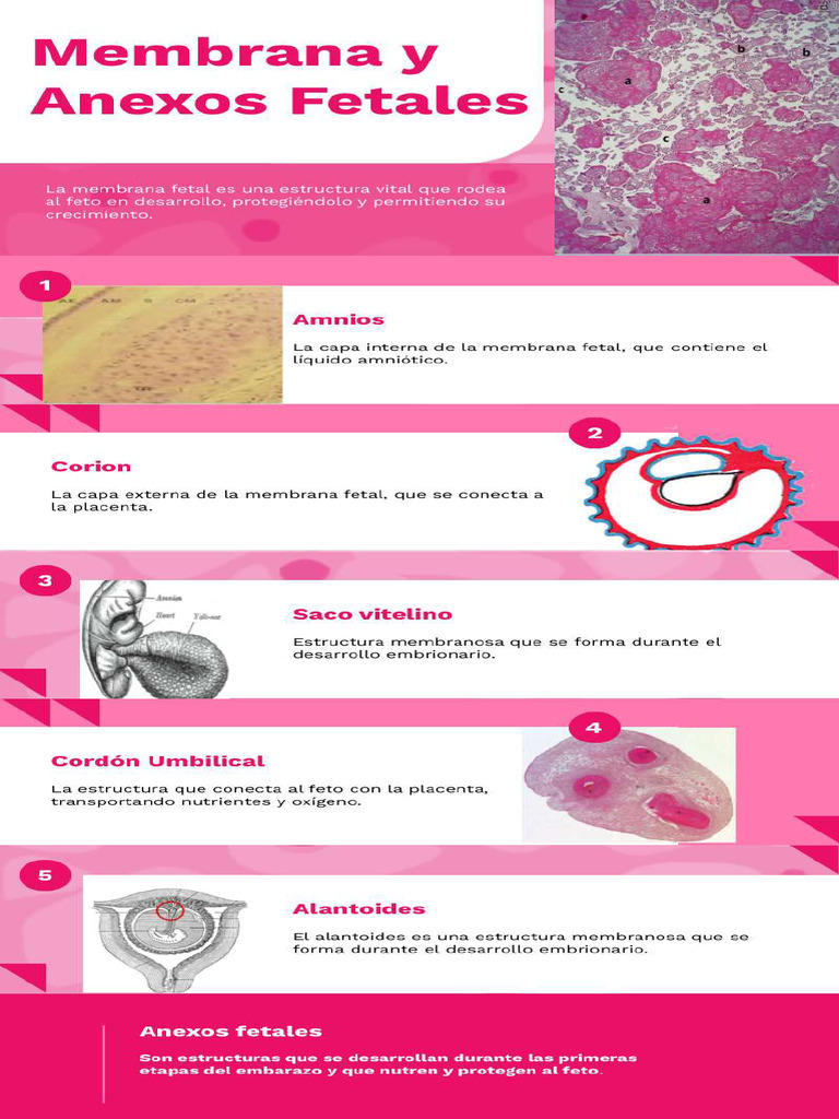 Membrana y Anex - 1740153657 | PDF