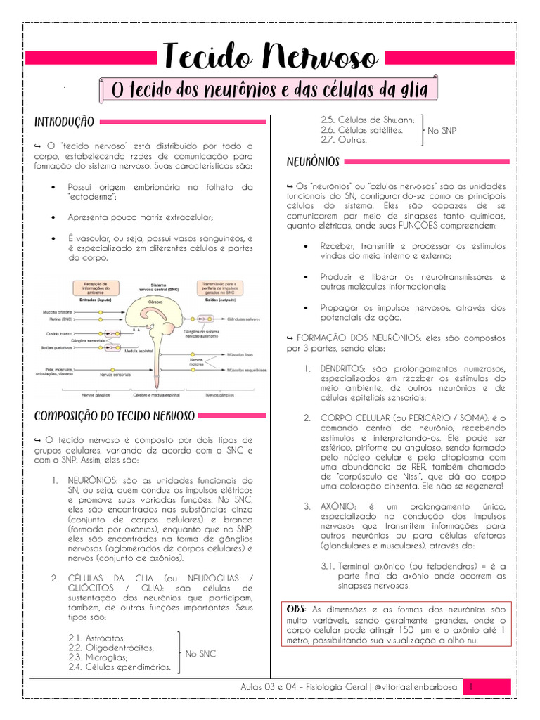 Histologia do Feixe Vásculo Nervoso | PDF | Neurônio | Potencial ...