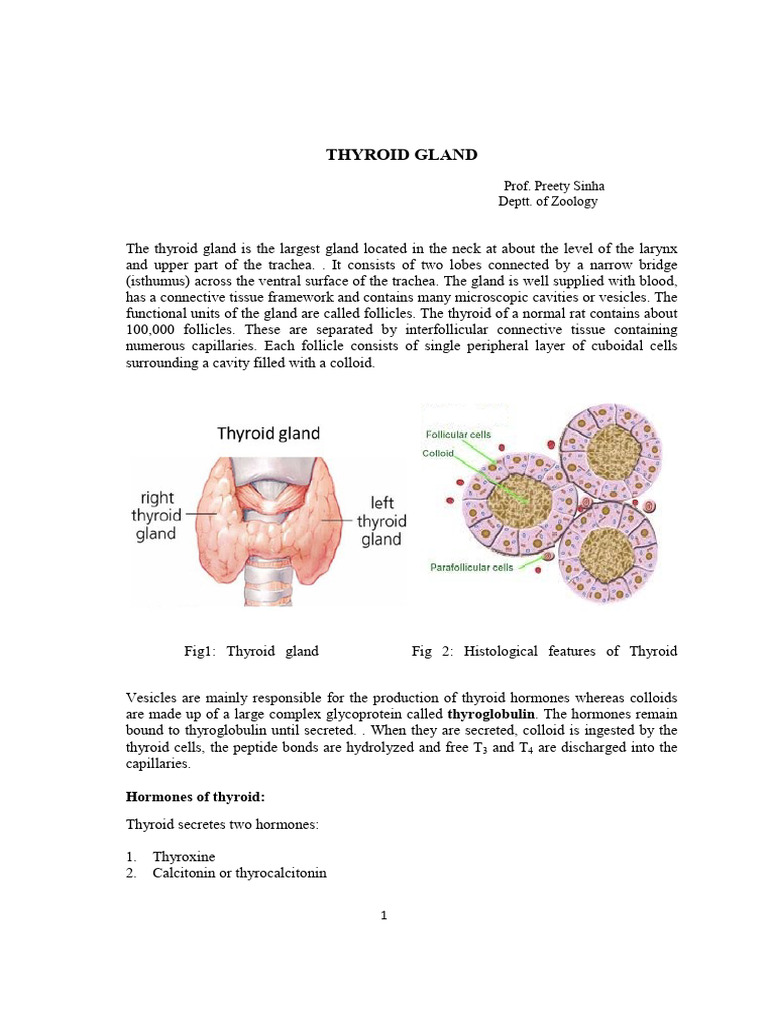 Thyroid Gland | PDF | Thyroid | Hormone