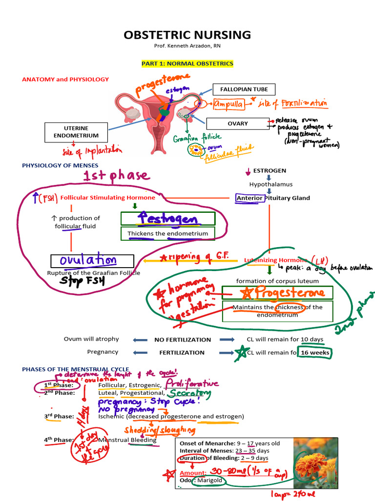 Ob normal | PDF | Menstrual Cycle | Human Reproduction