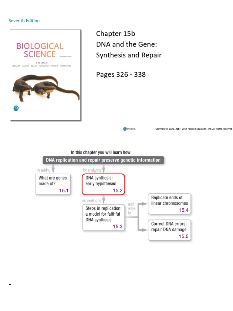 Chapter 15b - DNA and The Gene (Synthesis & Repair) | PDF | Dna Replication | Primer (Molecular ...