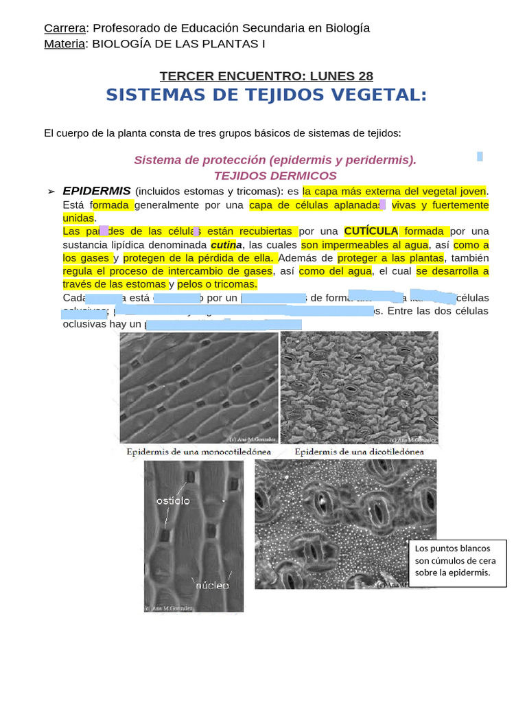 ML 10 T.PB - Sistemas de Tejido Vegetales (Proteccion y Fundamentacion) | PDF | Estoma | Plantas