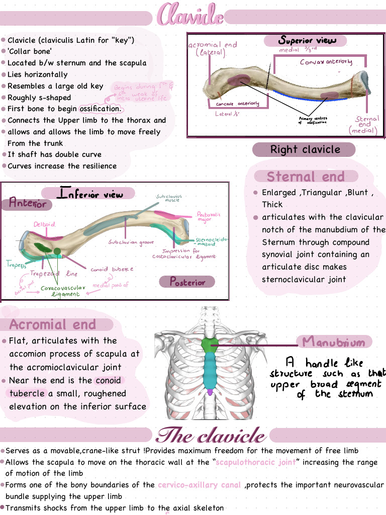Anatomy | PDF