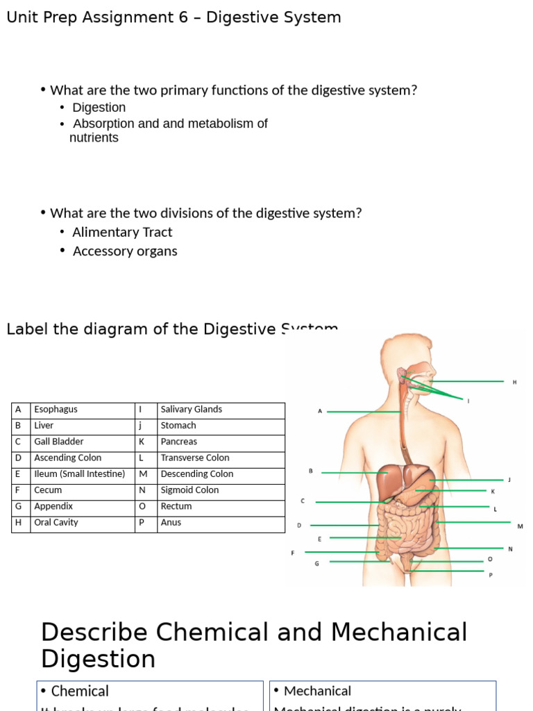 Digestive System Overview and Functions | PDF