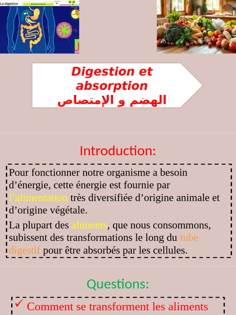 Digestion et absorption des nutriments | PDF | Tractus gastro ...