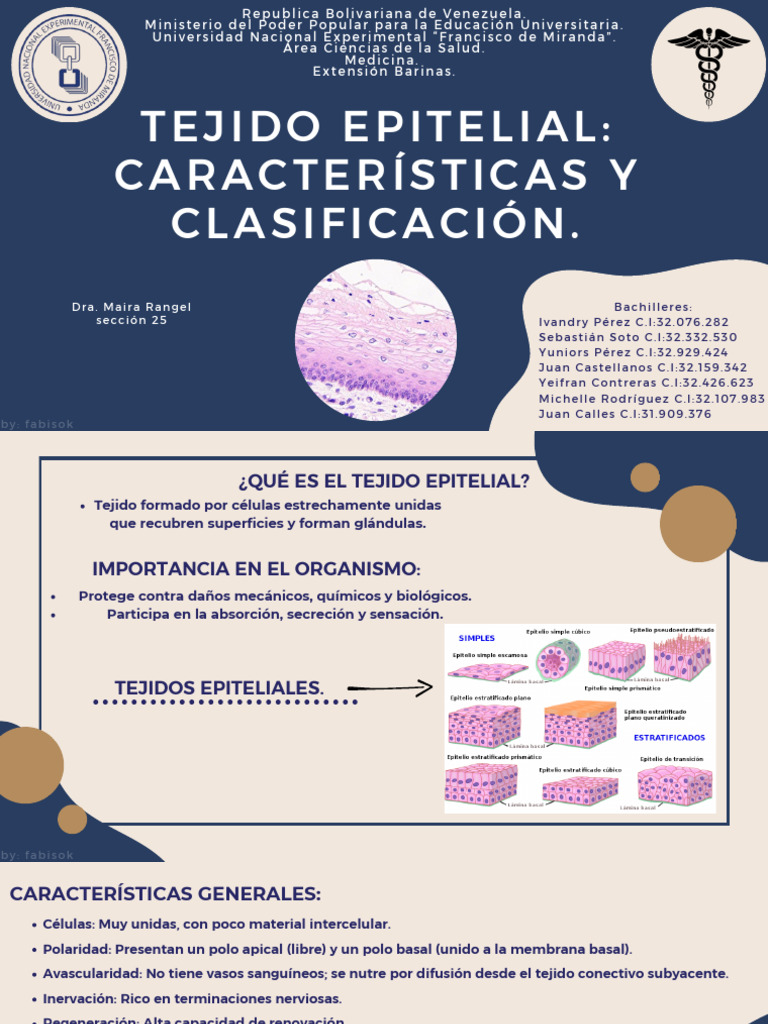 Morfo 1 tema 30 | PDF | Epitelio | Sistema endocrino