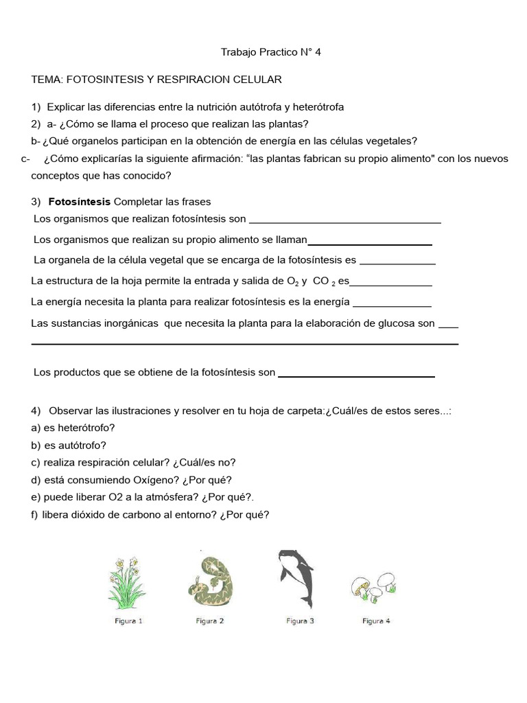 Trabajo Practico N- 4 Fotosintesis y Respiracion Celular..Docx | PDF ...
