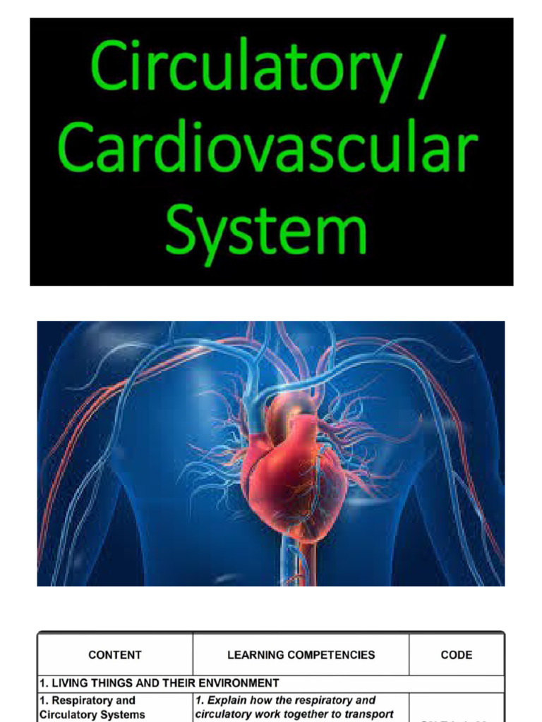 Understanding the Circulatory System | PDF | Artery | Vein