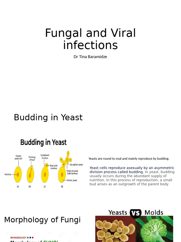 Fungal Infections: Types and Morphology | PDF | Candidiasis | Fungus