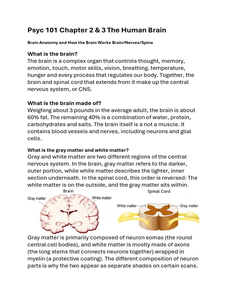 Psyc 101 Chapter 3 The Human Brain | PDF | Neurotransmitter | Cerebrum