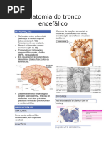 Tronco Encéfalico | PDF | Anatomia | Neuroanatomia