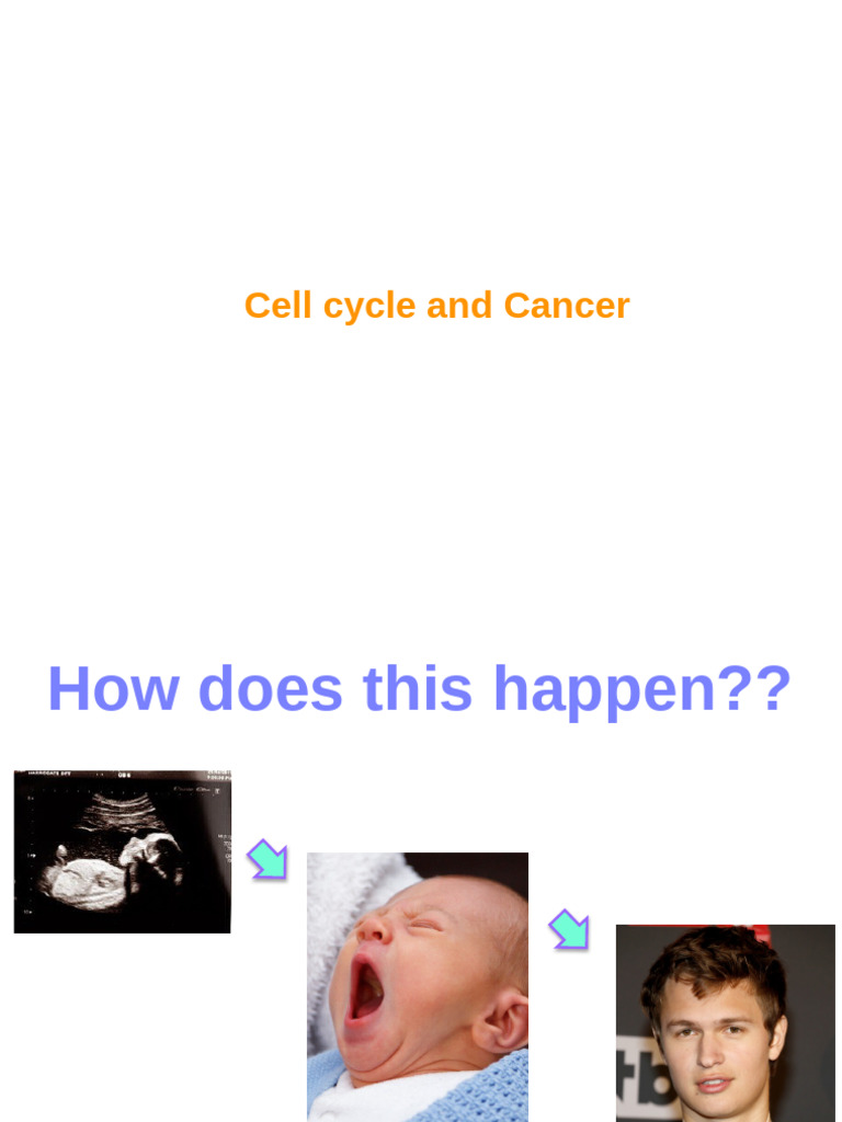 Concept 3 Notes - Cell Cycle and Cancer | PDF | Mitosis | Chromosome