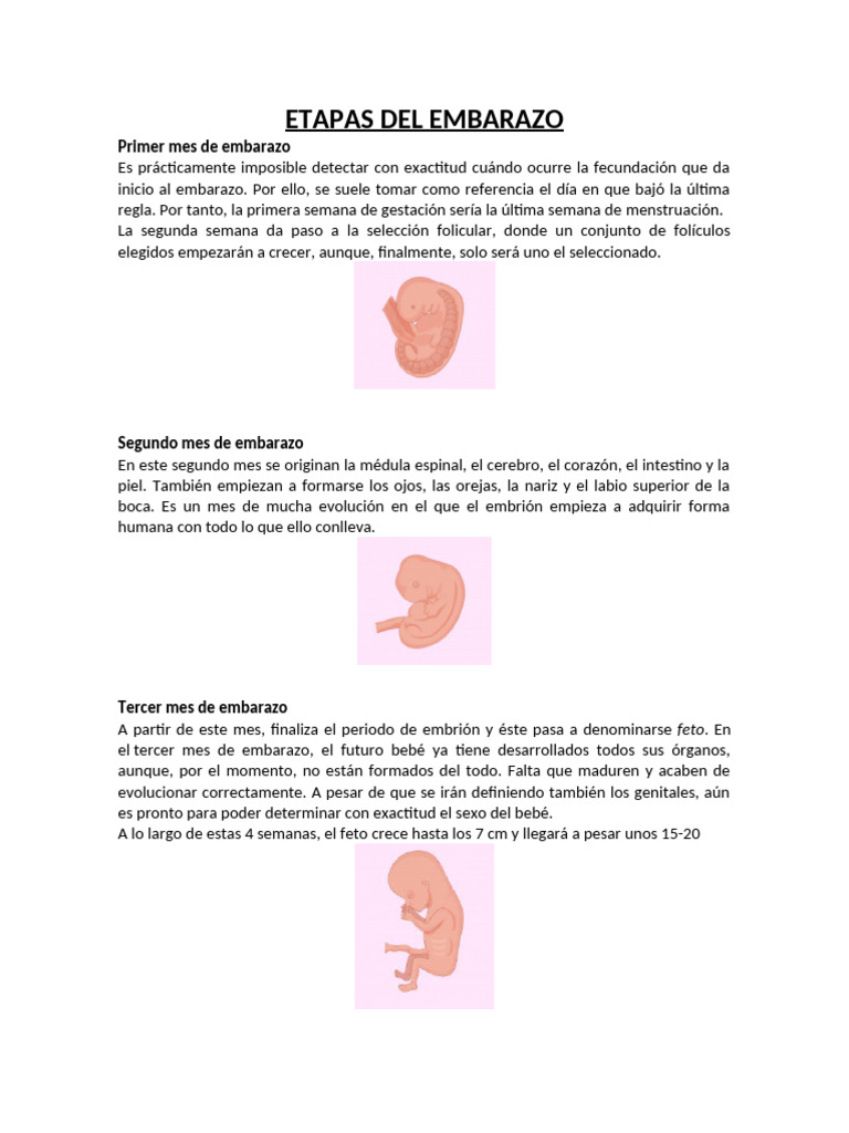 Etapas del Embarazo Mes a Mes | PDF | El embarazo | Feto