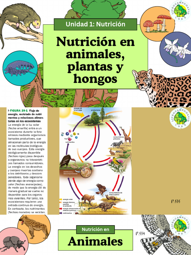 Nutrición en Seres Vivos | PDF