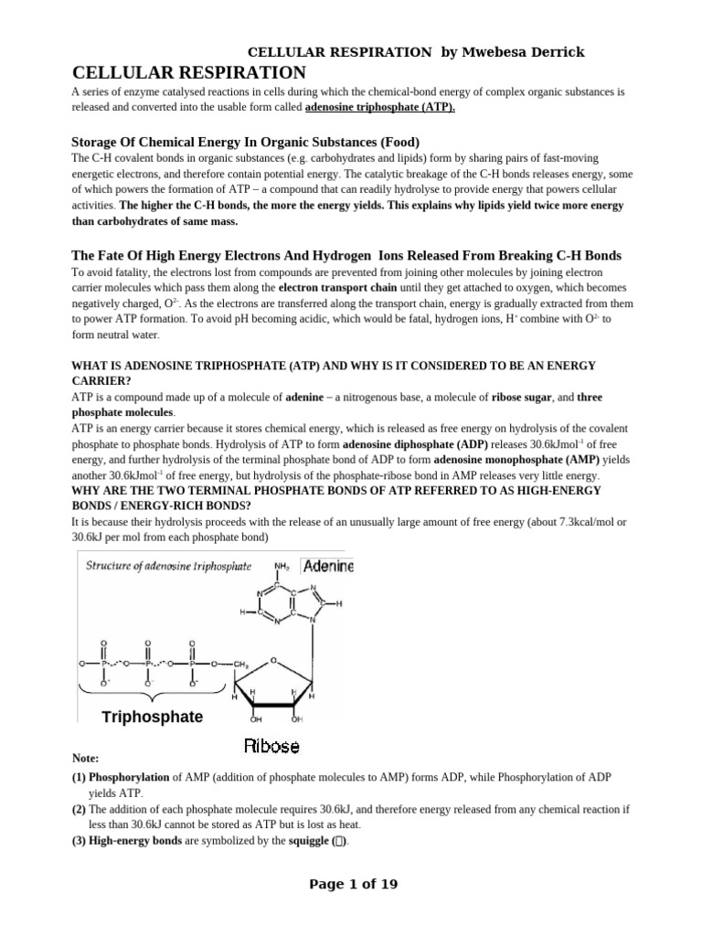 ATP and Cellular Respiration Guide | PDF | Electron Transport Chain ...